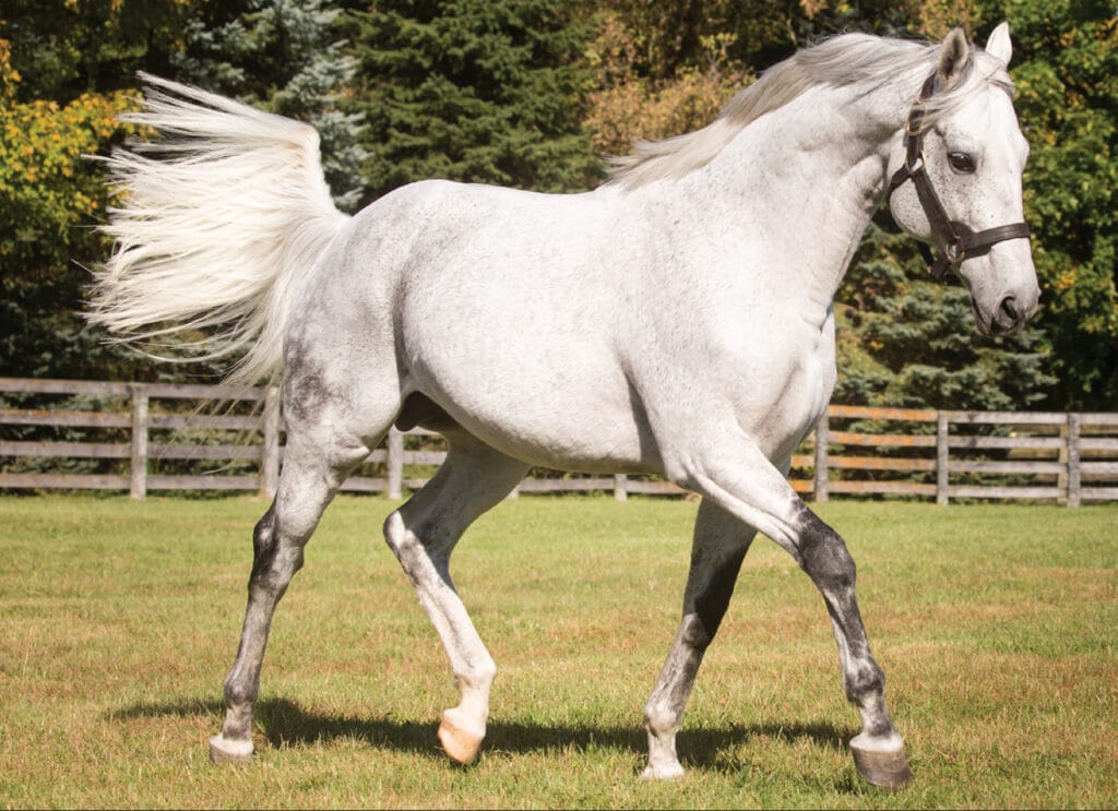 Thoroughbred Stallions Archives – Canadian Thoroughbred