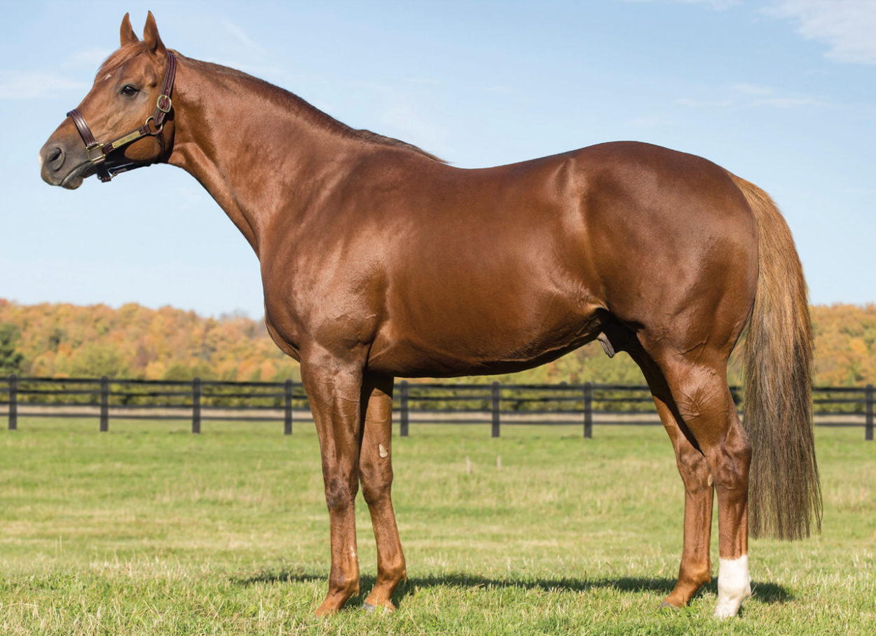 Thoroughbred Stallions Archives – Canadian Thoroughbred