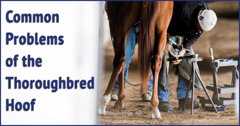 Common Problems and Management of The Thoroughbred Foot