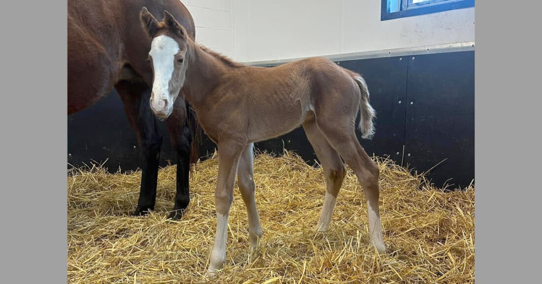 Fipke and Warner to receive special honours at 2019 Sovereign Awards