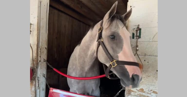 Fipke and Warner to receive special honours at 2019 Sovereign Awards