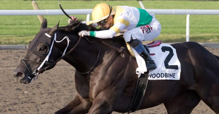 Tapiture, Top Sire in US, Moves to Alberta